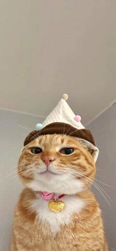 Happy Cat Memes