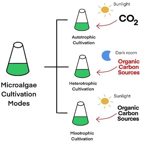Frontiers Advantages Of Heterotrophic Microalgae As A Host For