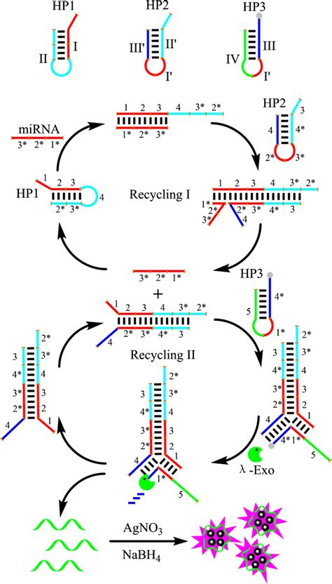 Schematic Presentation Of Fluorescence Sensing Strategy For Microrna