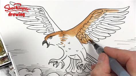 How To Draw An Attacking Hawk