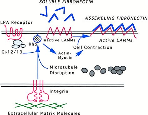 Fibronectin Arteriosclerosis Thrombosis And Vascular Biology