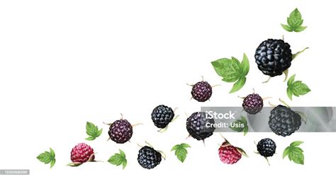 텍스트에 대한 복사 공간이있는 녹색 잎으로 갓 고른 블랙 베리 유기농 식품 텍스처 블랙 베리 유용한 잘 익은 블랙 베리 풍부한 비타민 3d 사실적인 그림 멀베리에 대한 스톡