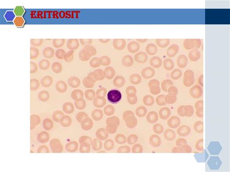 PPT HEMATOPOEISIS PowerPoint Presentation Free Download ID