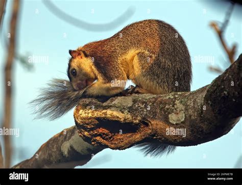 Sri Lankan Giant Squirrel Ratufa Macroura Adult Washing Tail Sri
