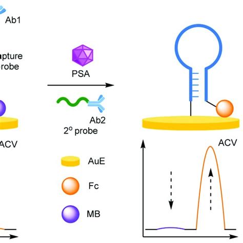 Schematic Representation Of An Aptamer Based Biosensor For The