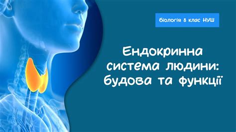 Біологія 8 клас НУШ Ендокринна система людини будова та функції Youtube
