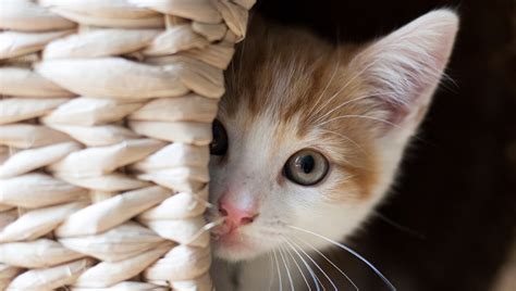 【夢占い】猫が夢に現れた時、あなたの心理は？ ｜ あなたのトリセツ