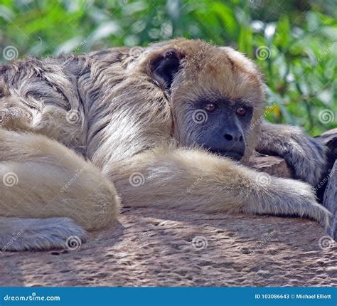 Howler Monkey Stock Image Image Of Arms Face Cute 103086643