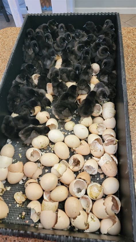 10 Ayam Cemani Hatching Eggs Nichols County