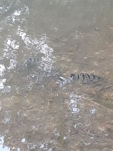 Unknown Fish Species Raustralianwildlife