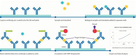 Sandwich Elisa Biotin