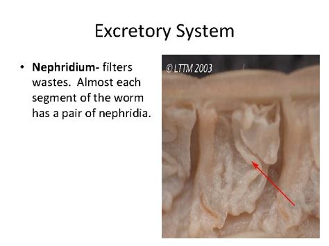 Earthworm Dissection Photo Credit All Photos Taken From