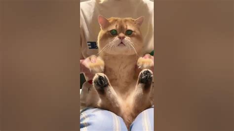 满脑子都是挖呀挖呀挖 1684809072 3767703 Youtube