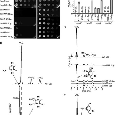 Biosynthetic Pathway Of Ubiquinone 8 Uq 8 In E Coli The Numbering Download Scientific