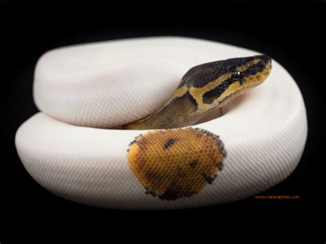 Morph List World Of Ball Pythons