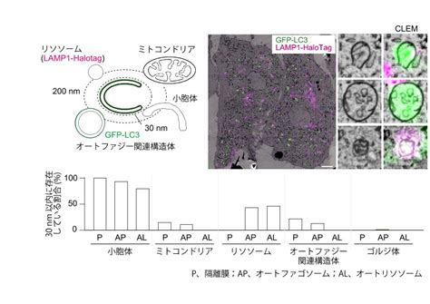 Quantitative 3d Correlative Light And Electron Microscopy Of Organelle