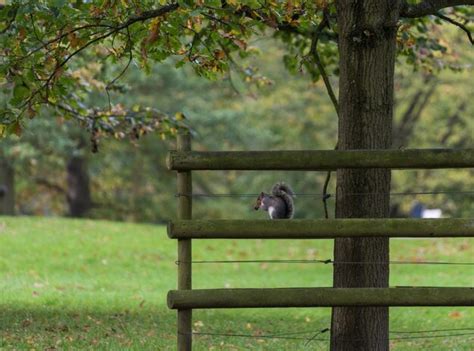 Premium Photo Close Up Of Monkey On Tree