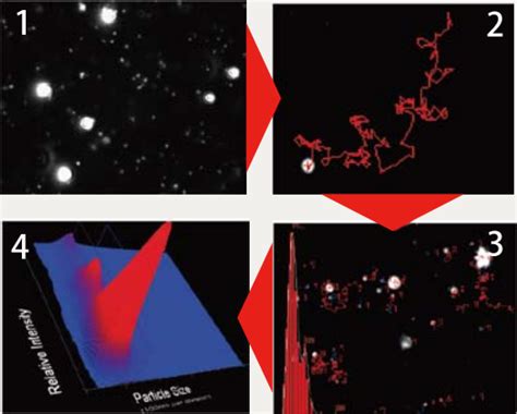 Nanoparticles Tracking Analysis 易锦生物 iGeneBio