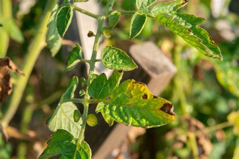 Unhealthy Tomato Plant