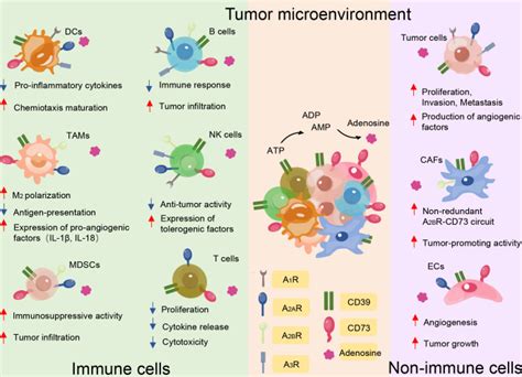 The Ectonucleotidases Cd39 And Cd73 On T Cells The New Pillar Of Hematological Malignancy Pmc