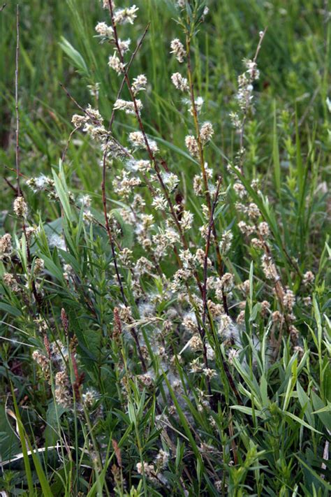 Salix Repens Subsp Rosmarinifolia Burgenland Flora