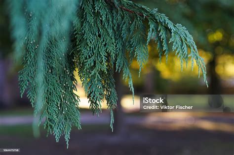 Thuja 나무의 아름 다운 녹색 잎입니다 디자인에 대 한 상록 침 엽 수 나무와 배경 사이프러스에 대한 스톡 사진 및 기타 이미지 사이프러스 빗나간 포커스 숲
