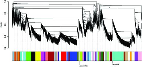 Construction Of A Signed Co Expression Network With Wgcna The Download Scientific Diagram