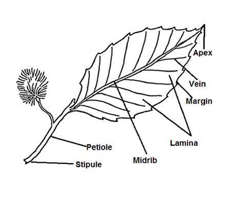 Labelled Diagram Of A Leaf