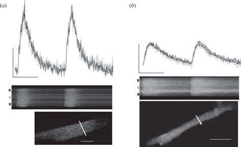 Spatial And Temporal Cellular Ca 2þ Flux In Ventricular Myocytes From