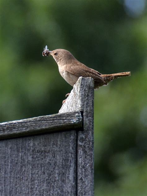 Wrens Feeding Babies Our Habitat Garden