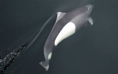 Dalls Porpoise Northwest Wildlife Preservation Society