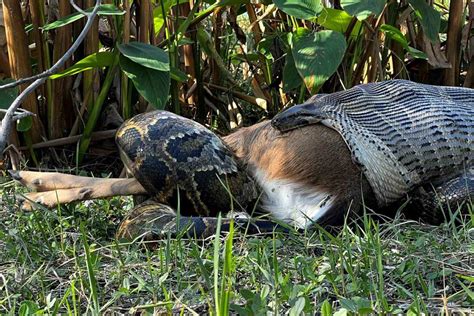 Scientists Share Intense Footage Of Invasive Python Swallowing 77