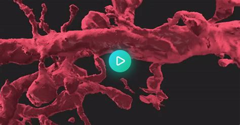 Spiny Dendrites  On Imgur