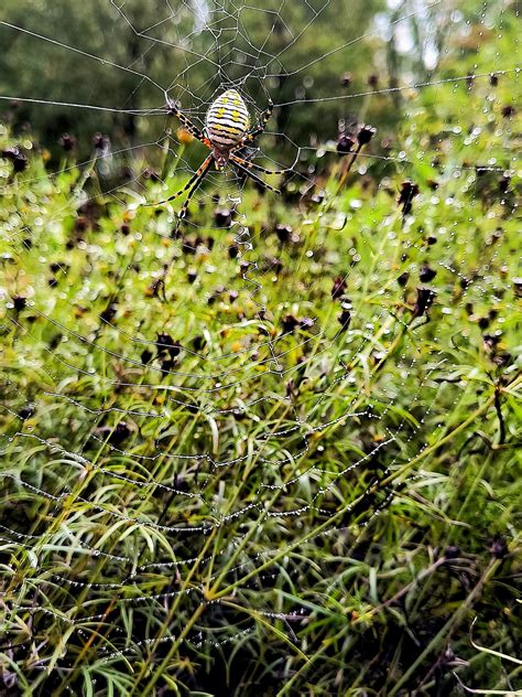 Female Argiope Trifasciata Banded Garden Spider In Connellsville Pennsylvania United States