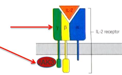 Immune Deficiencies Flashcards Quizlet
