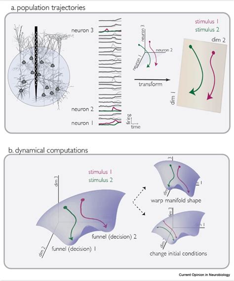 Cognition And The Single Neuron How Cell Types Construct The Dynamic