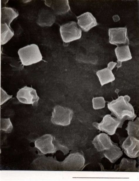 Scanning Electron Microscopy Sem Showing Spores And Parasporal