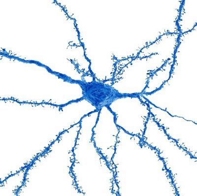 Dendrites Tumblr In Microscopic Photography Dendrite Beauty Science
