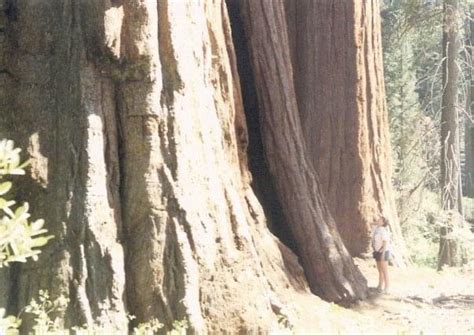 Giant Sequioas Rhumansforscale