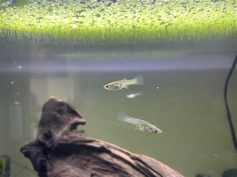 Female Combee Shiny R Thesilphroad