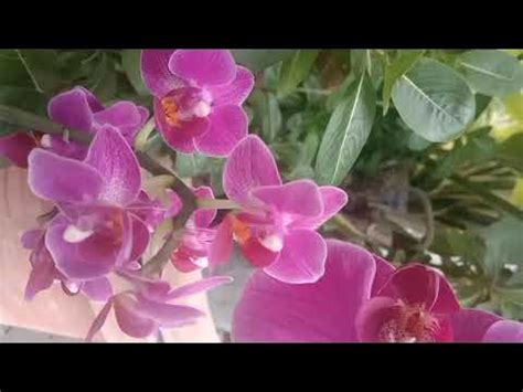 Ibat Ibang Uri Ng Mga Bulaklak Youtube