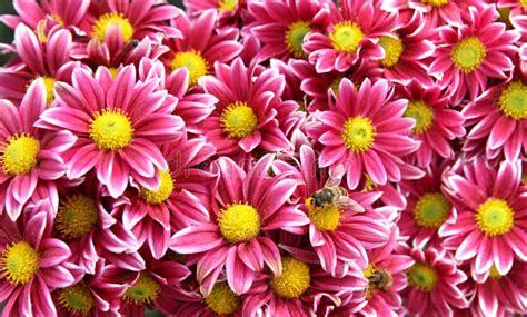 Chrysanthemum Flower Stock Image Image Of Chrysanthemum 3547759