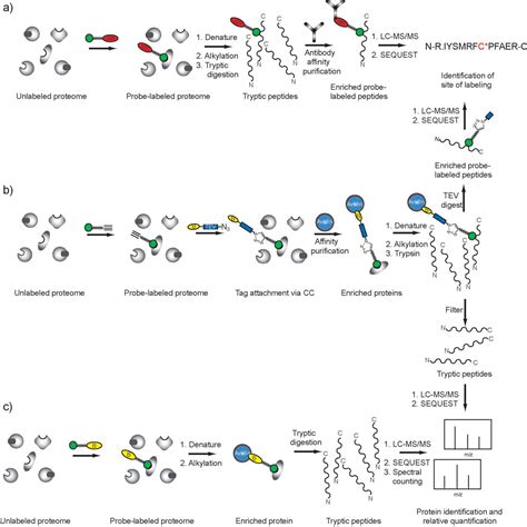 Figure From Analytical Platforms For Activity Based Protein Profiling Exploiting The