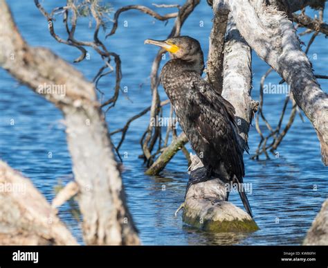 The Great Cormorant Phalacrocorax Carbo Is The Largest Of The
