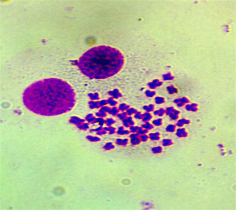 Mitotic Metaphase Chromosome Spread Of Enteromius Cf Punctitaeniatus Download Scientific Diagram