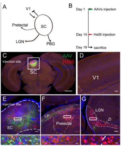 New Product Launch A New Generation Of Strictly Anterograde Transsynaptic Tracing Virus Hs06