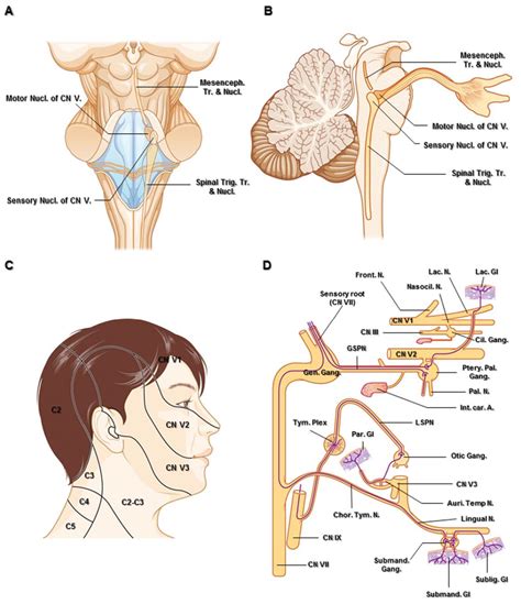 Human Nervous System Cranial Nerves Anatomy Function 50 Off