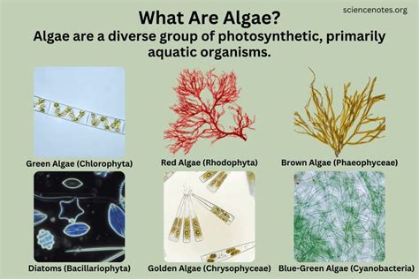 Algae Definition Examples Characteristics Algae Plant Science