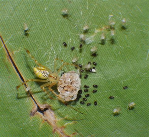 Parasitic Wasps Central Qld Coast Landcare Network