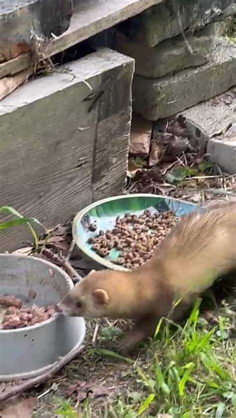 Fundtier Frettchen Kramsach 08 2025 Tierschutzverein Für Tirol